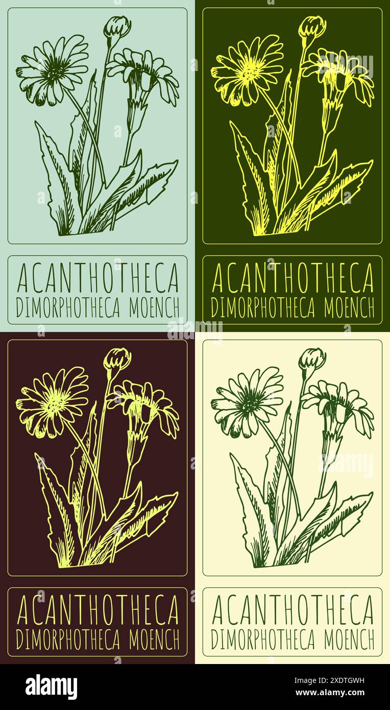Dimorphotheca flower Stock Vector Images - Alamy