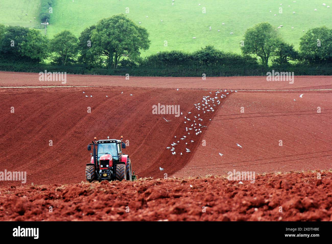 Tractor ploughing gulls hi-res stock photography and images - Alamy