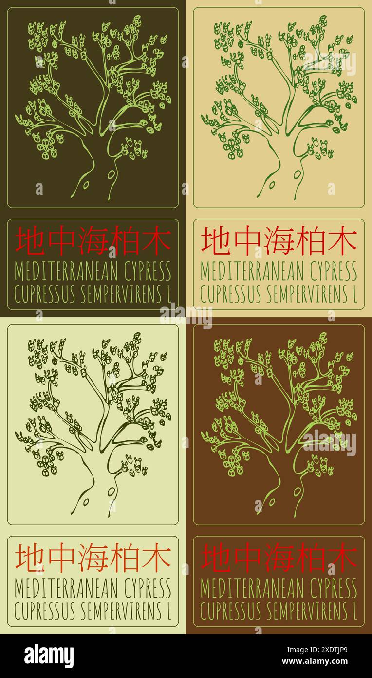 Set of vector drawing MEDITERRANEAN CYPRESS in Chinese in various ...