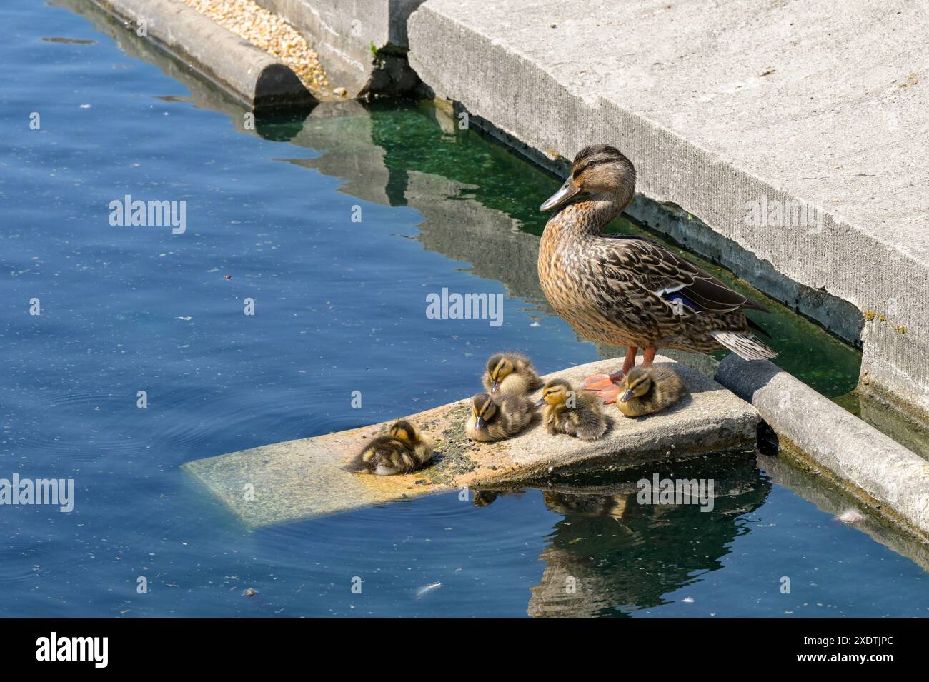 Rearing brood hi-res stock photography and images - Alamy