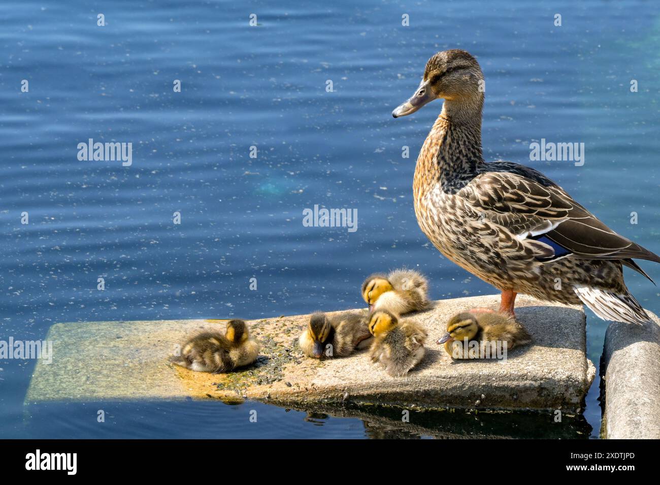 Wild duck and brood of young duckings Stock Photo - Alamy