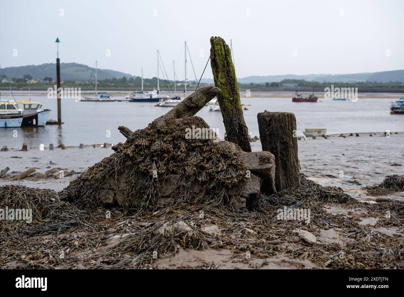 An old, abandoned boat anchor and wooden posts covered in seaweed on a ...