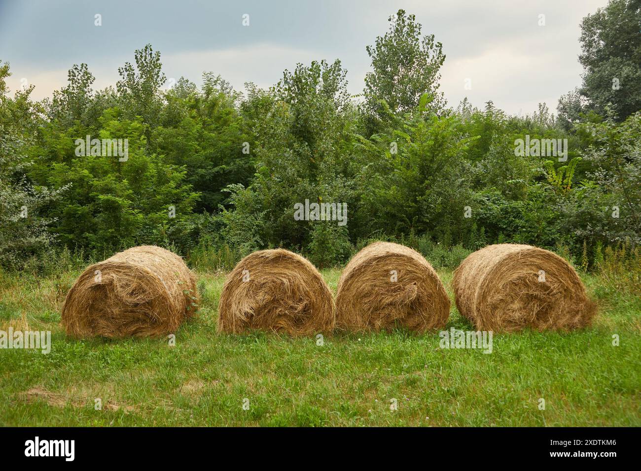 Agricultural field with hay bails Stock Photo - Alamy