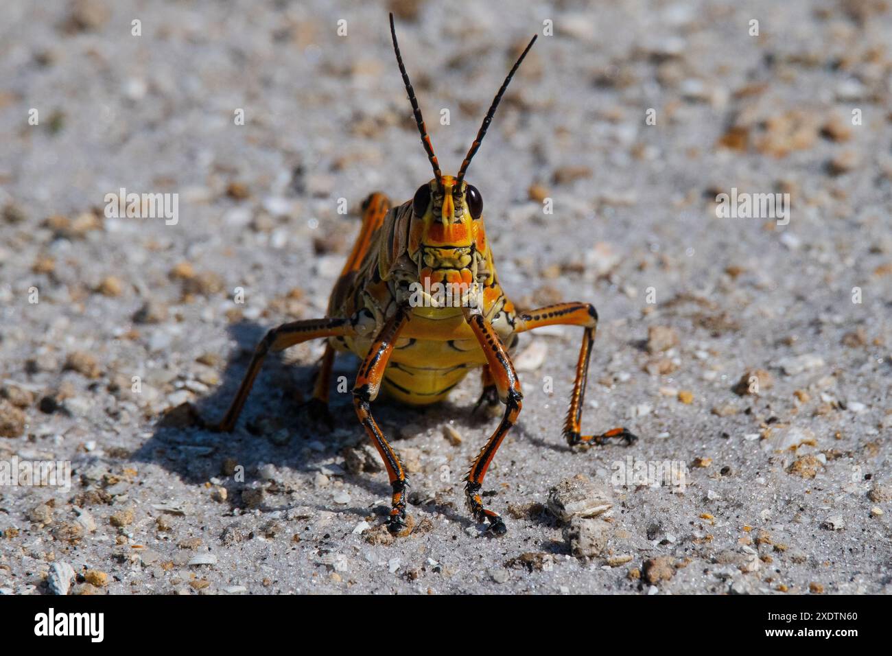Lubber Grasshopper walking on the ground Stock Photo - Alamy