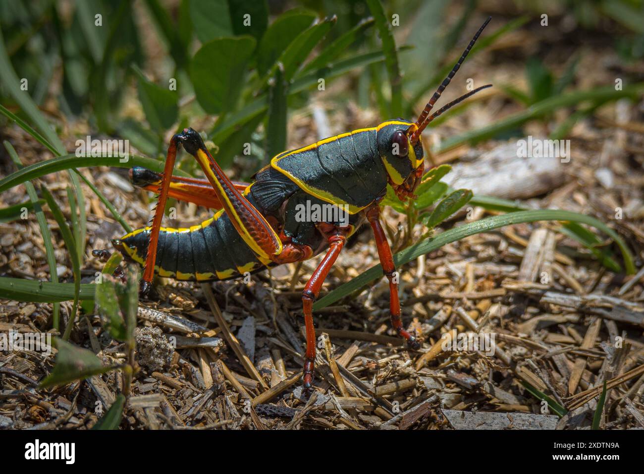 Immature Lubber Grasshopper on the ground Stock Photo - Alamy