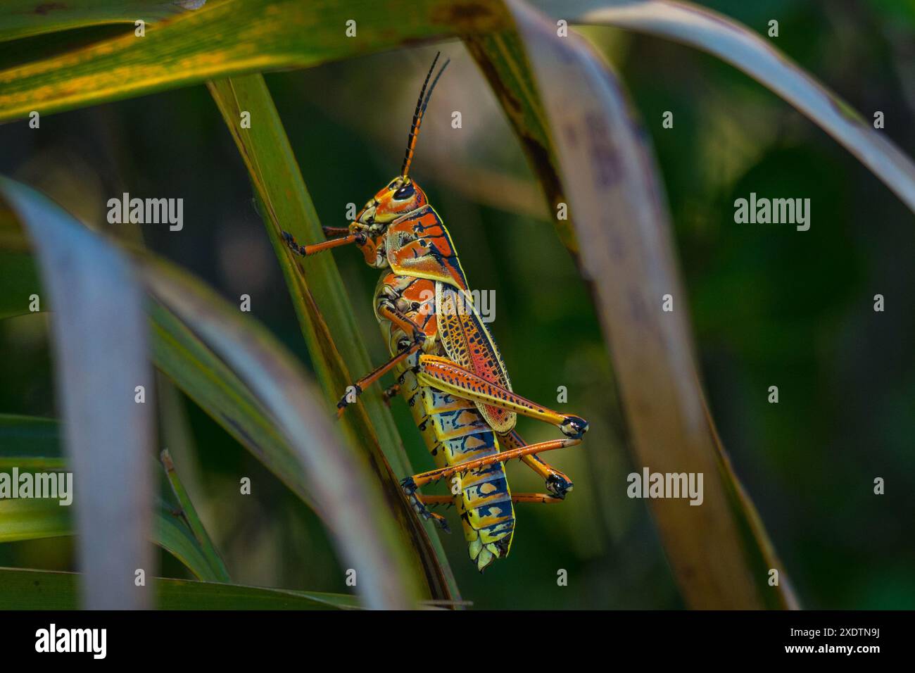 Florida's Giant Orange Grasshopper on a palm frond Stock Photo - Alamy