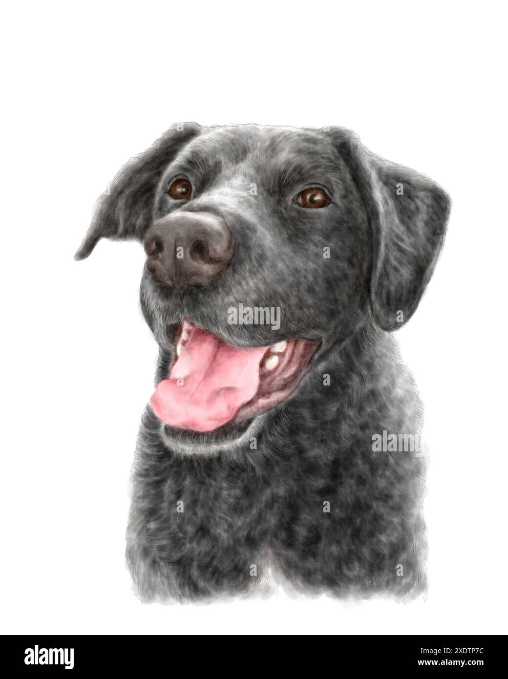 Labrador retriever dog drawing hi-res stock photography and images - Alamy