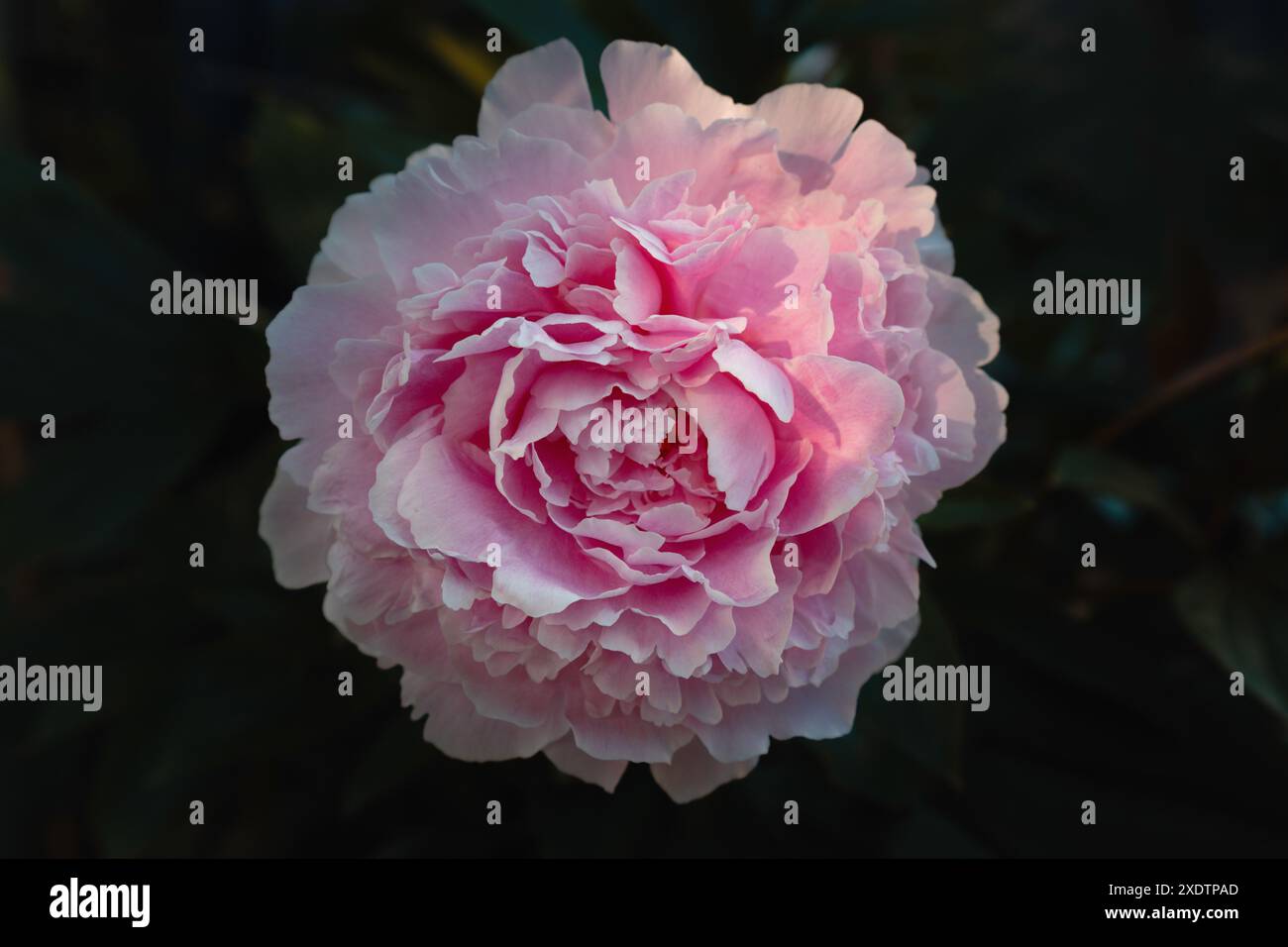 closeup of single fresh pink peony flower in full bloom on dark green ...