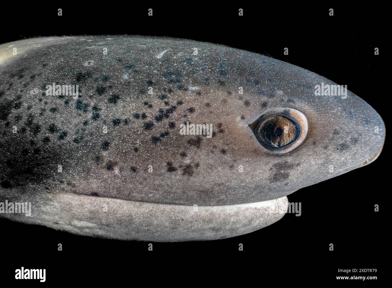 Sevengill shark south africa hi-res stock photography and images - Alamy