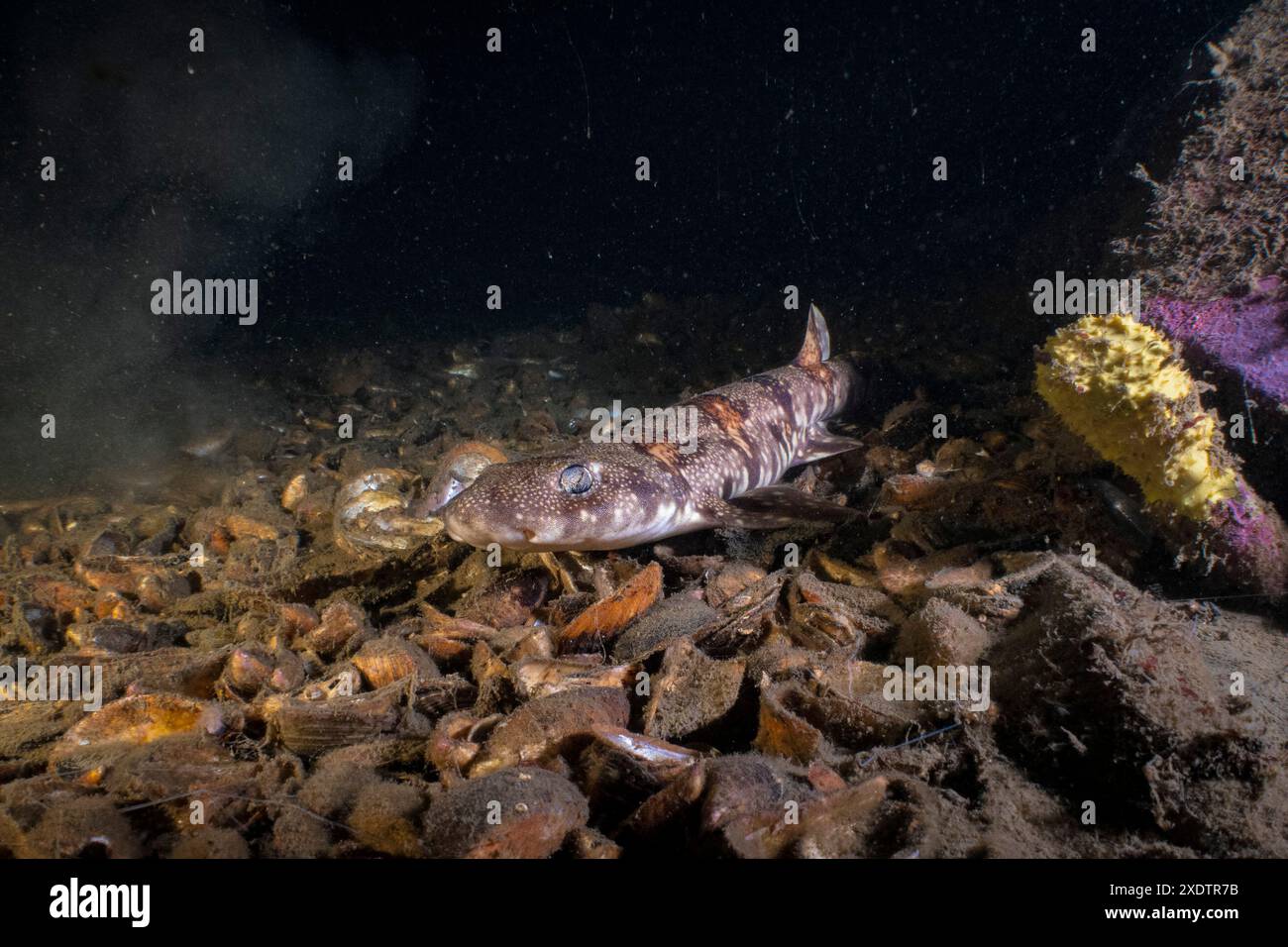 Marine life in south africa hi-res stock photography and images - Alamy