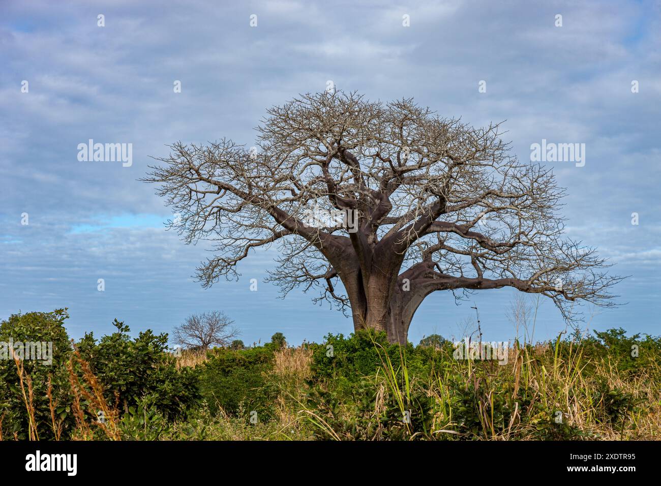 Mozambique, Sofala, Gorongosa, Baobab Stock Photo - Alamy