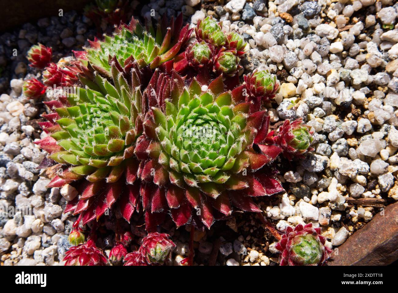 Sempervivum butterfly hi-res stock photography and images - Alamy