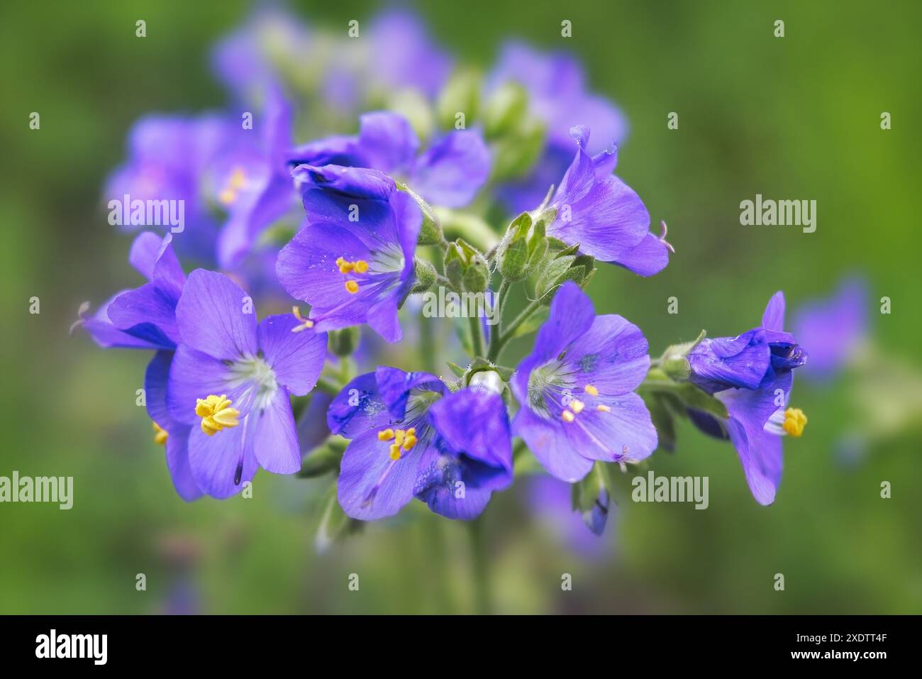 Close up flowering of Polemonium caeruleum.blue flowers of Polemonium ...