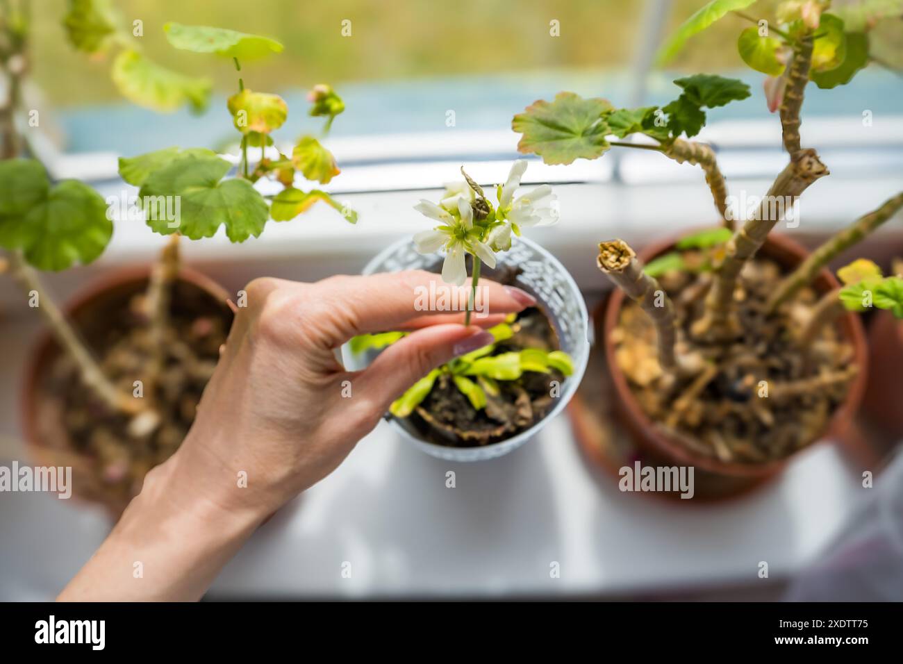 Closeup Venus flytrap ,Insectivorous plants, Low Giant ,Dionaea ...