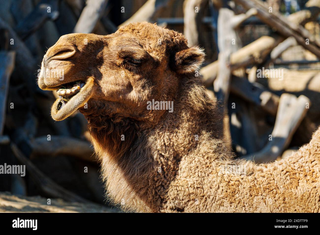 Captive camel; San Diego Zoo; Balboa Park; San Diego; California; USA ...