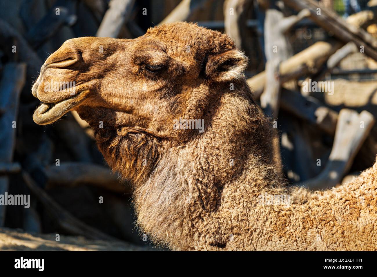 Captive camel; San Diego Zoo; Balboa Park; San Diego; California; USA ...
