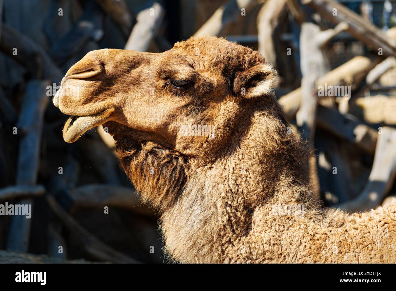 Captive camel; San Diego Zoo; Balboa Park; San Diego; California; USA ...