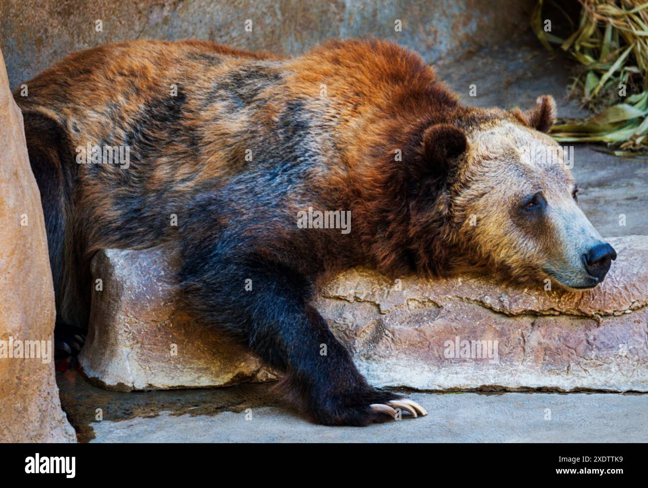 Grizzly Bear; San Diego Zoo; Balboa Park; San Diego; California; USA ...