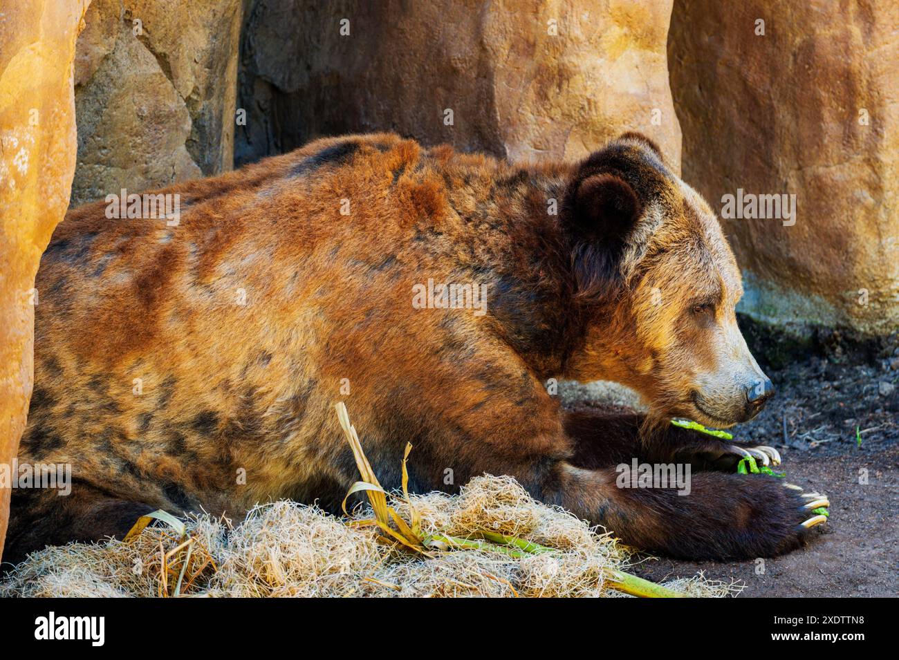 Grizzly Bear; San Diego Zoo; Balboa Park; San Diego; California; USA ...