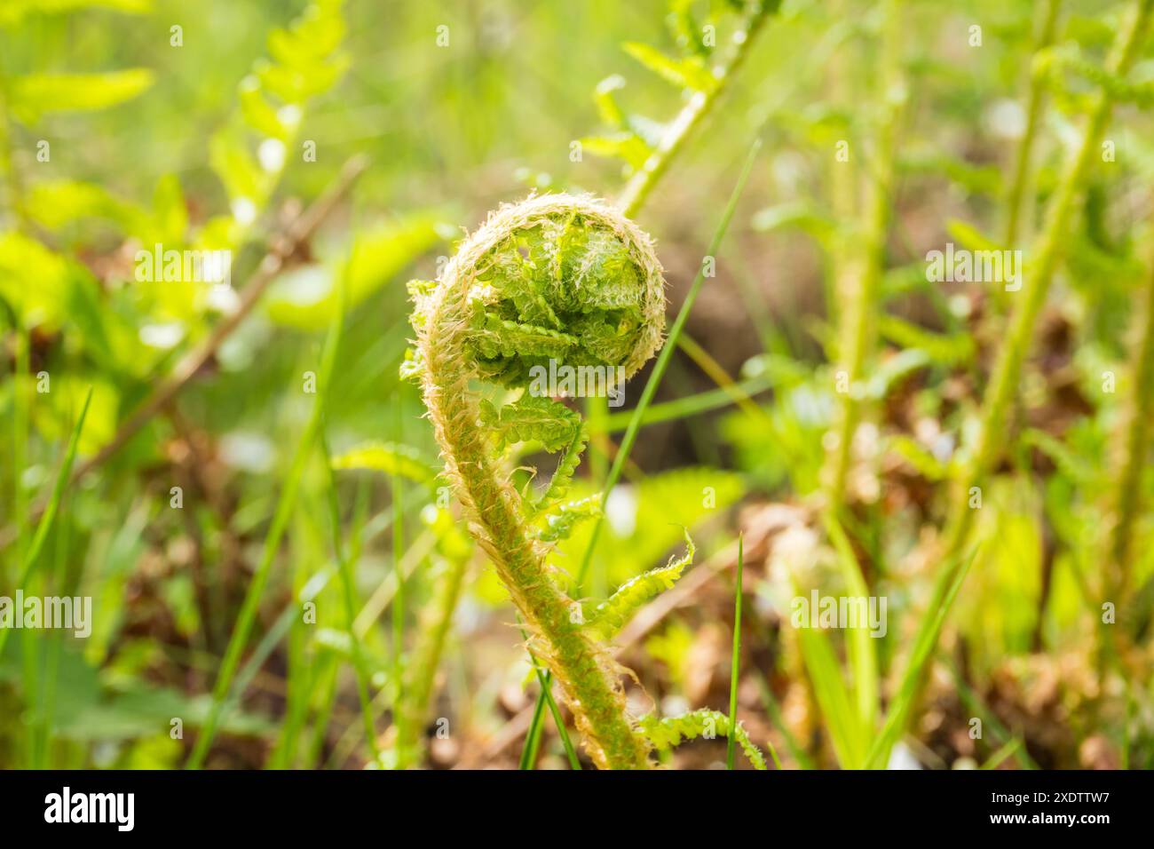 Beautiful Close Up View Of Fresh Green Young Wild Ferns Plantation Bud ...
