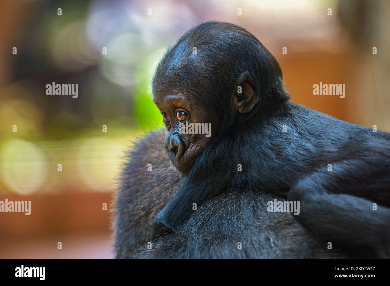 Western lowland gorilla baby riding on the back of its mother Stock ...