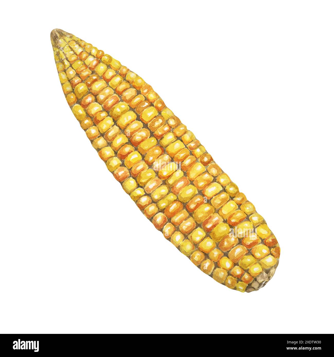 Corn, yellow golden cob in watercolor. Realistic illustration of Autumn ...