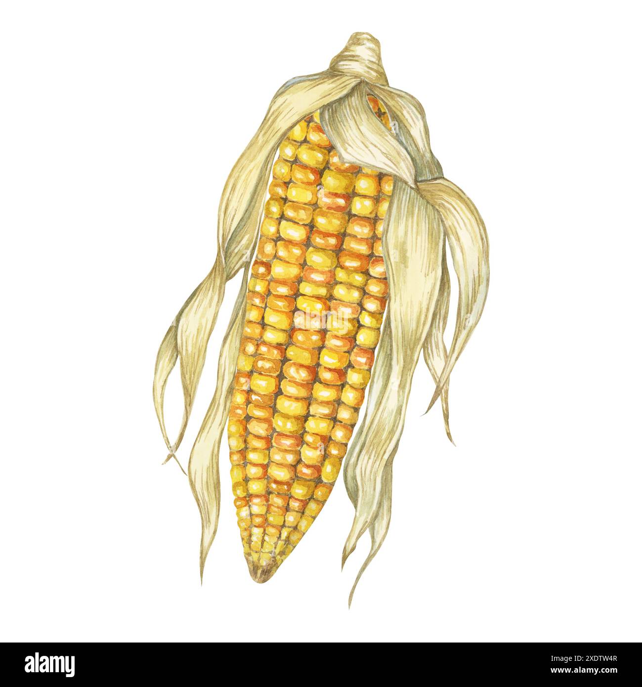 Corn, yellow golden cob in watercolor. Realistic illustration of Autumn ...