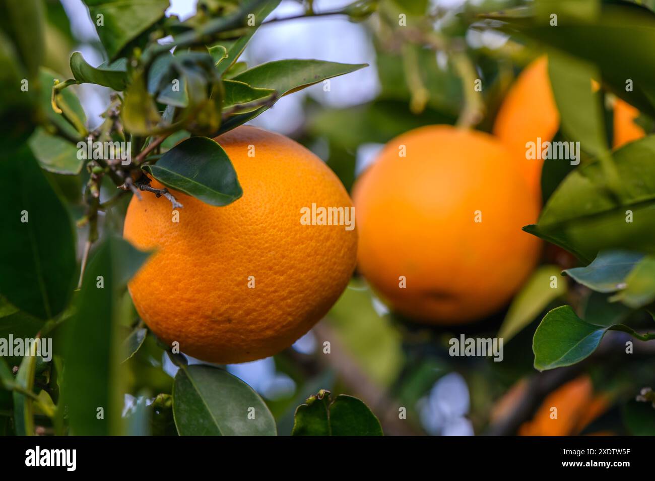 An orange tree in the Orange Orchard at the final harvest of each ...