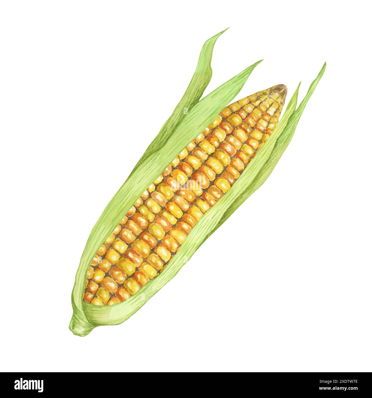 Corn, yellow golden cob with green husk in watercolor. Realistic ...