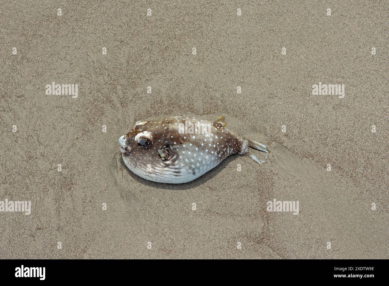 dead puffer fish on a sand beach in Costa Rica Stock Photo - Alamy