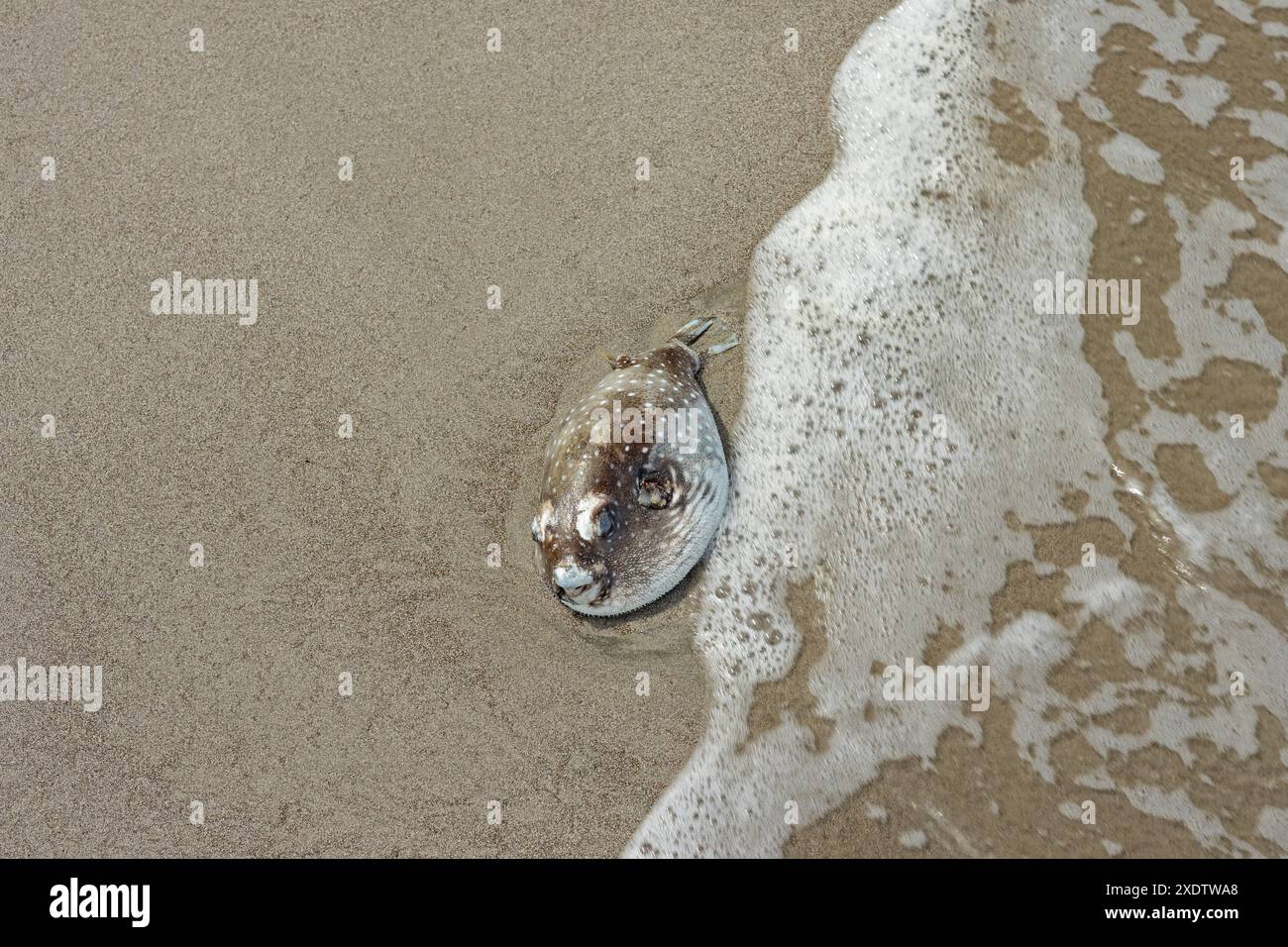 Dead puffer fish hi-res stock photography and images - Alamy
