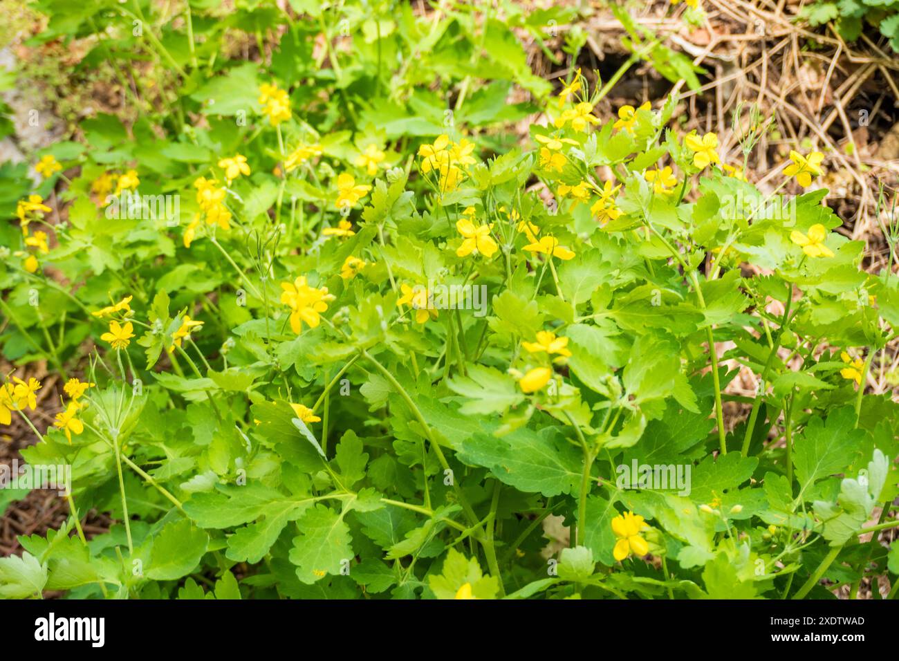 European swallowwort hi-res stock photography and images - Alamy