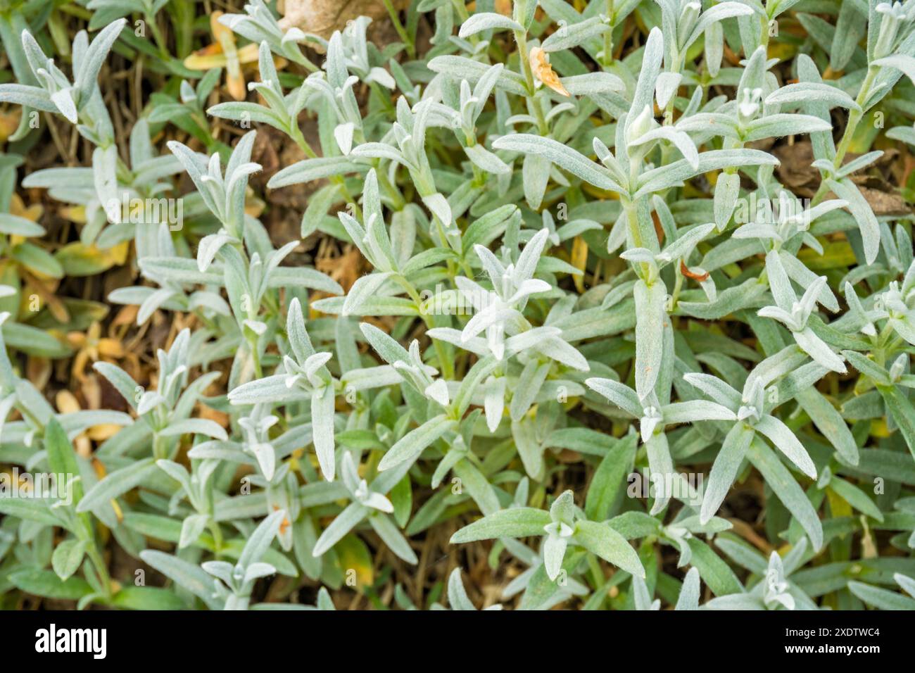 A closeup shot of teucrium polium plant growing in the forest. High ...