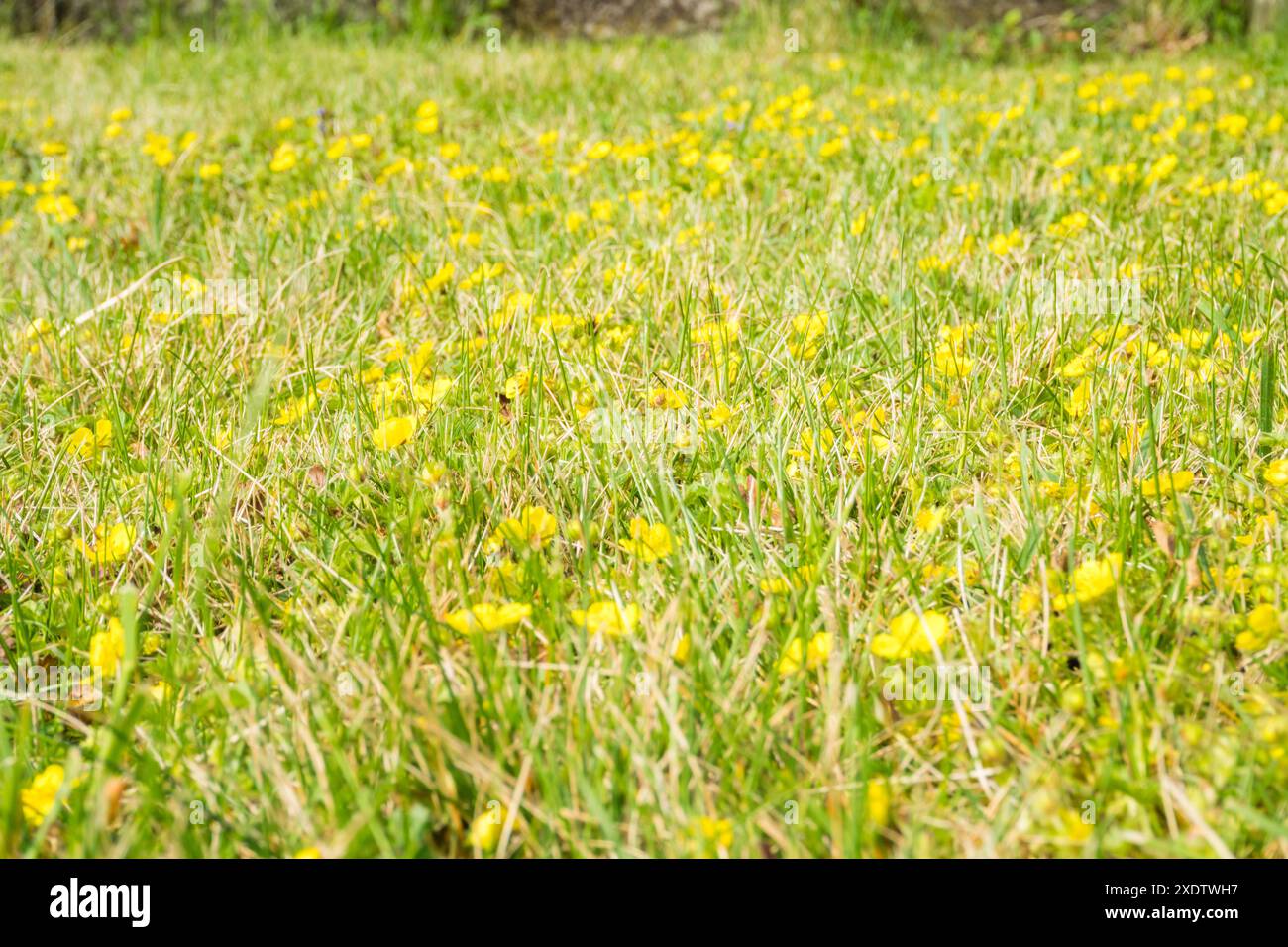 Close-up of Ranunculus repens, the creeping buttercup, is a flowering ...