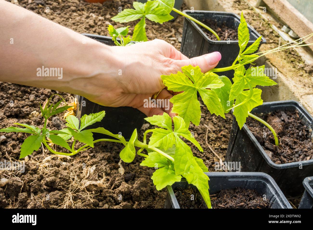 A farmer holds a Cyclanthera pedata, the so-called pepper-cucumber ...