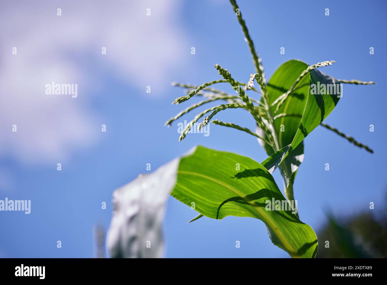 corn flowering close-up, corn crop ripening time, benefits and harm to ...