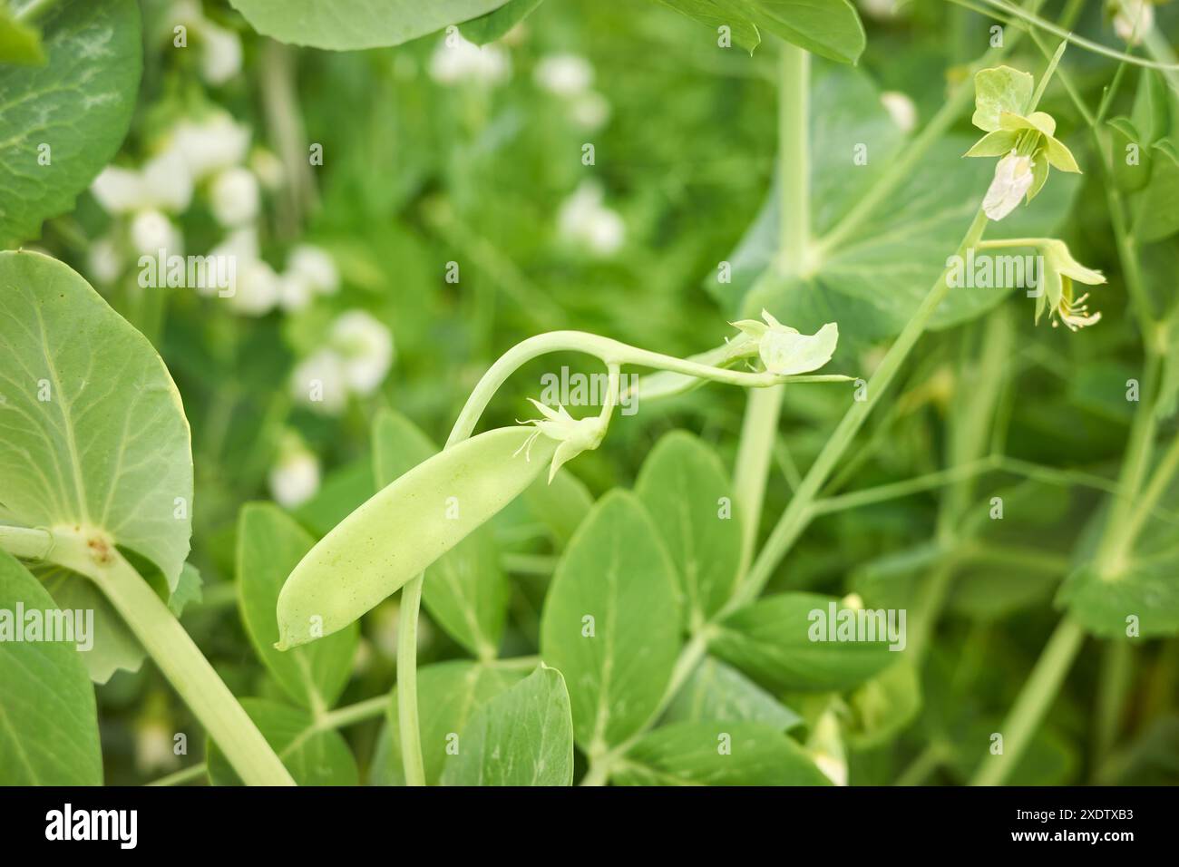 Young peas growing at an organic greenhouse farm, selective focus Stock ...