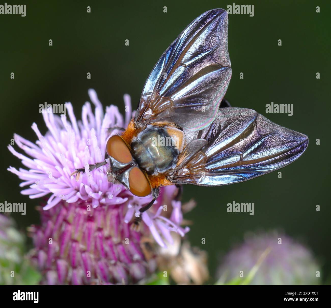 Phasia hi-res stock photography and images - Alamy