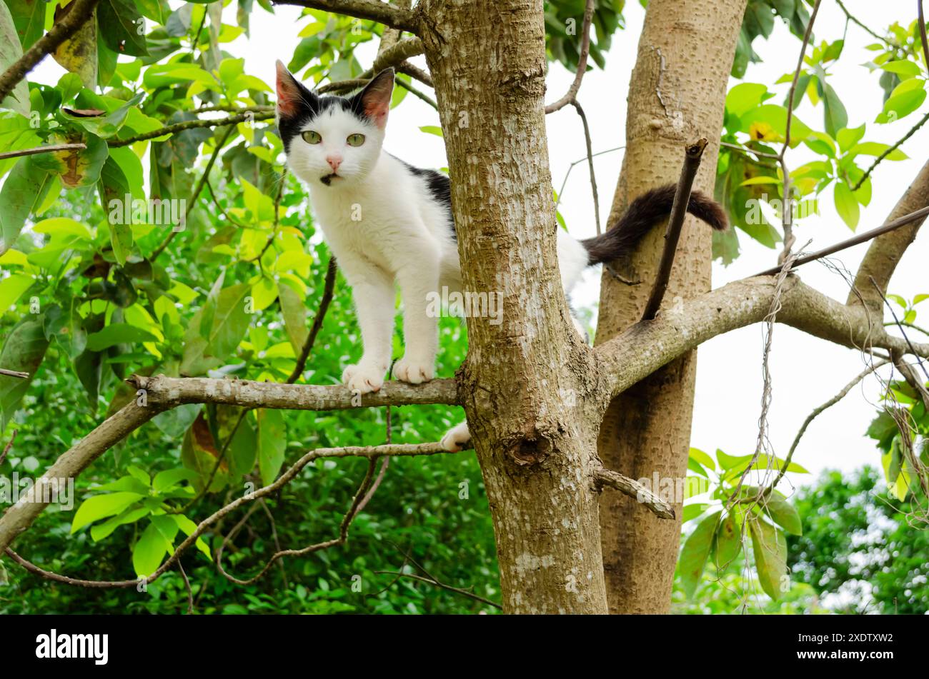 Black and white cat tree trunk hi-res stock photography and images - Alamy