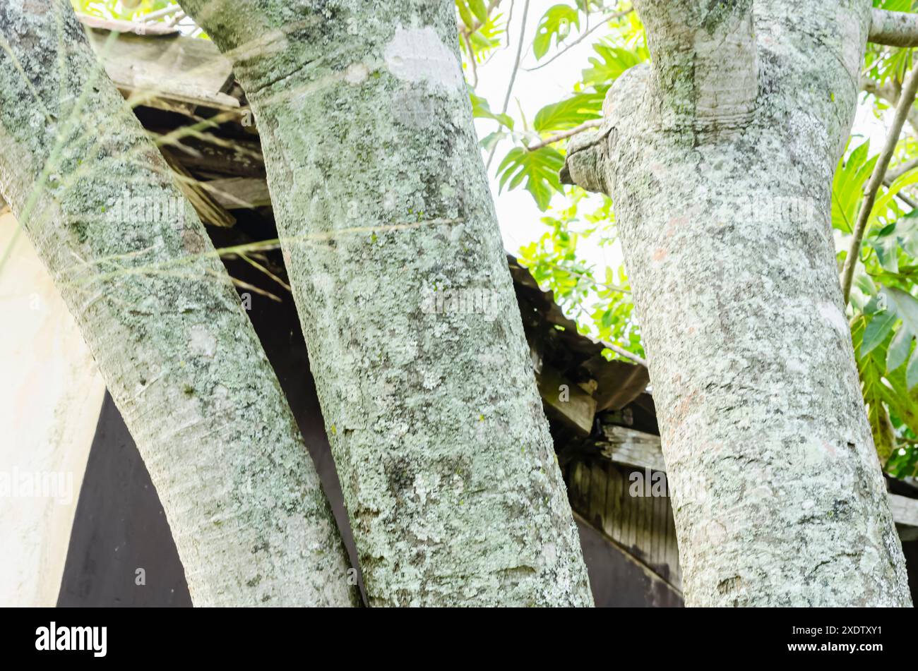 Blue-green Algae On Achee Tree Stock Photo - Alamy