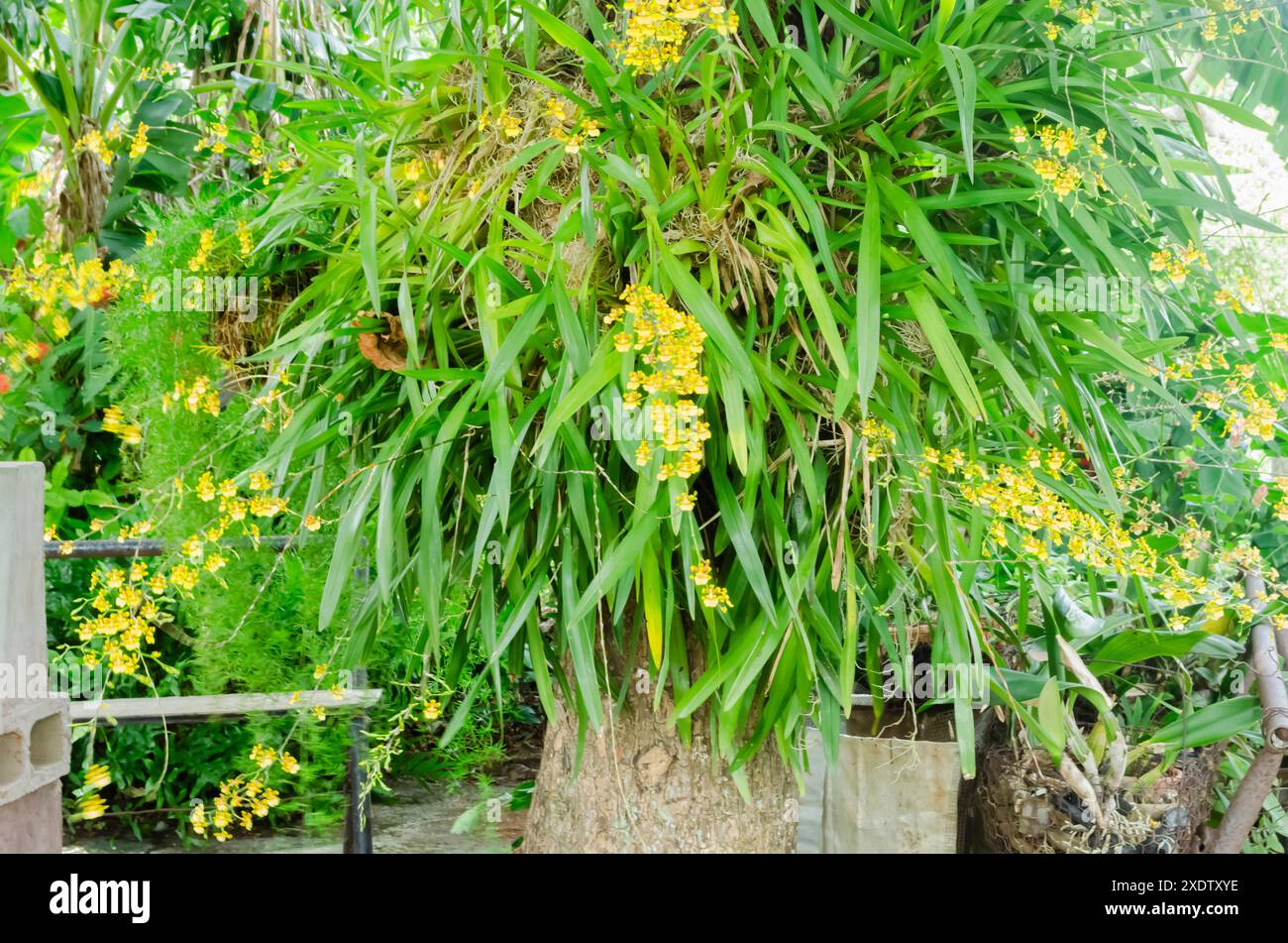 Orchid on the tree hi-res stock photography and images - Alamy