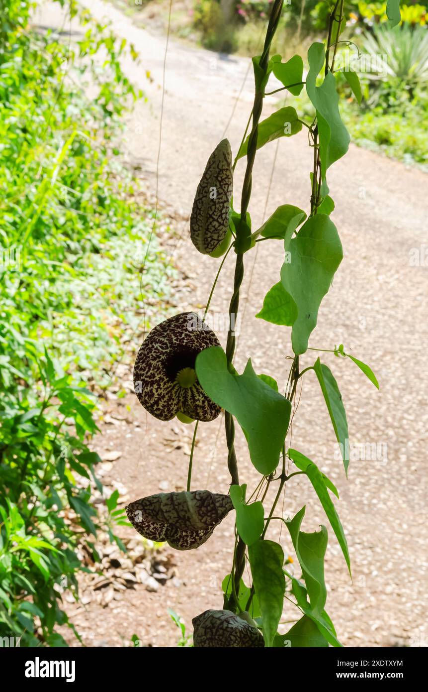 This is a suspended duck flower plant at a roadside Stock Photo - Alamy