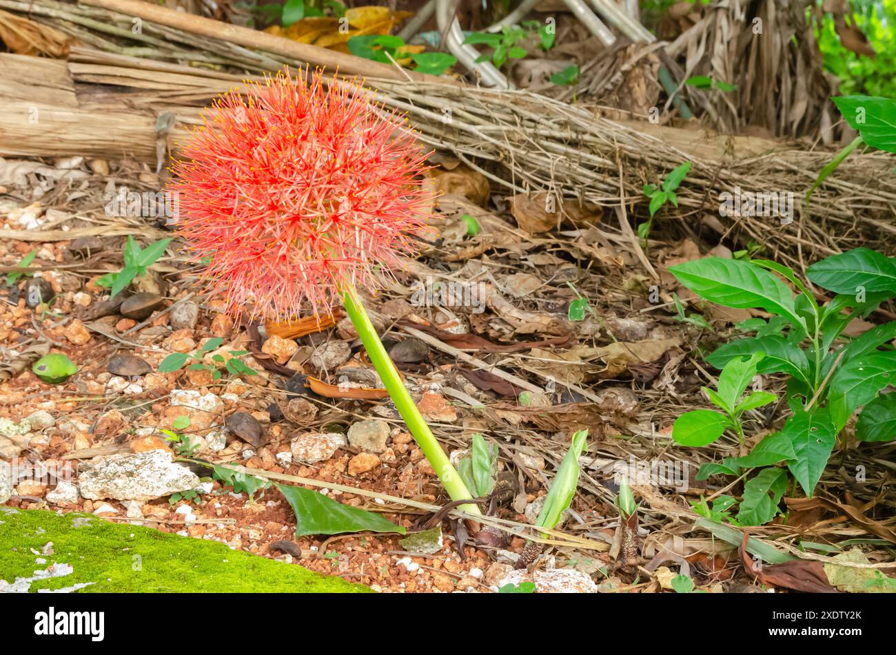 Scadoxus multiflorus blood lily hi-res stock photography and images - Alamy