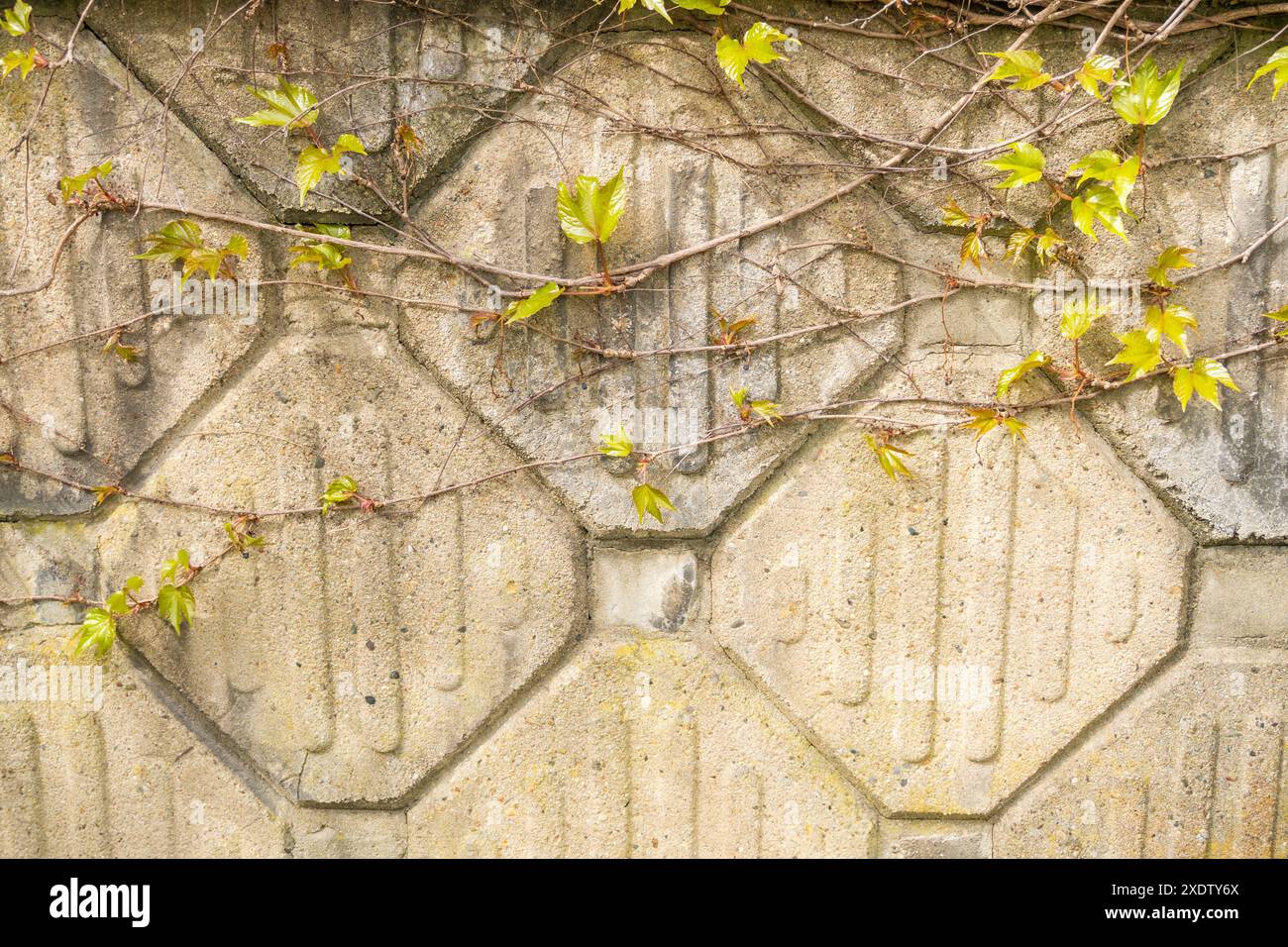 a tree struggles to grow on a concrete wall in the spring season Stock ...