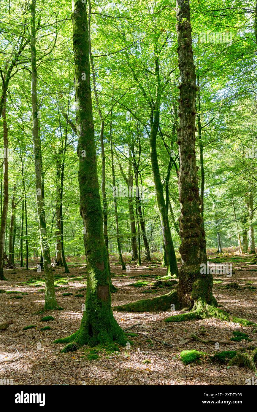 The New Forest, Hampshire, England, UK Stock Photo - Alamy