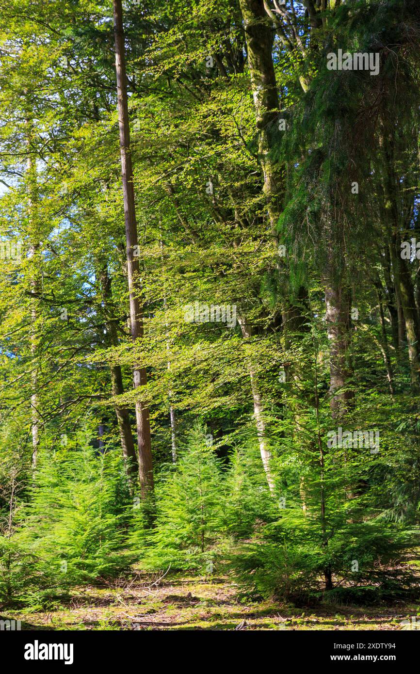 The New Forest, Hampshire, England, UK Stock Photo - Alamy