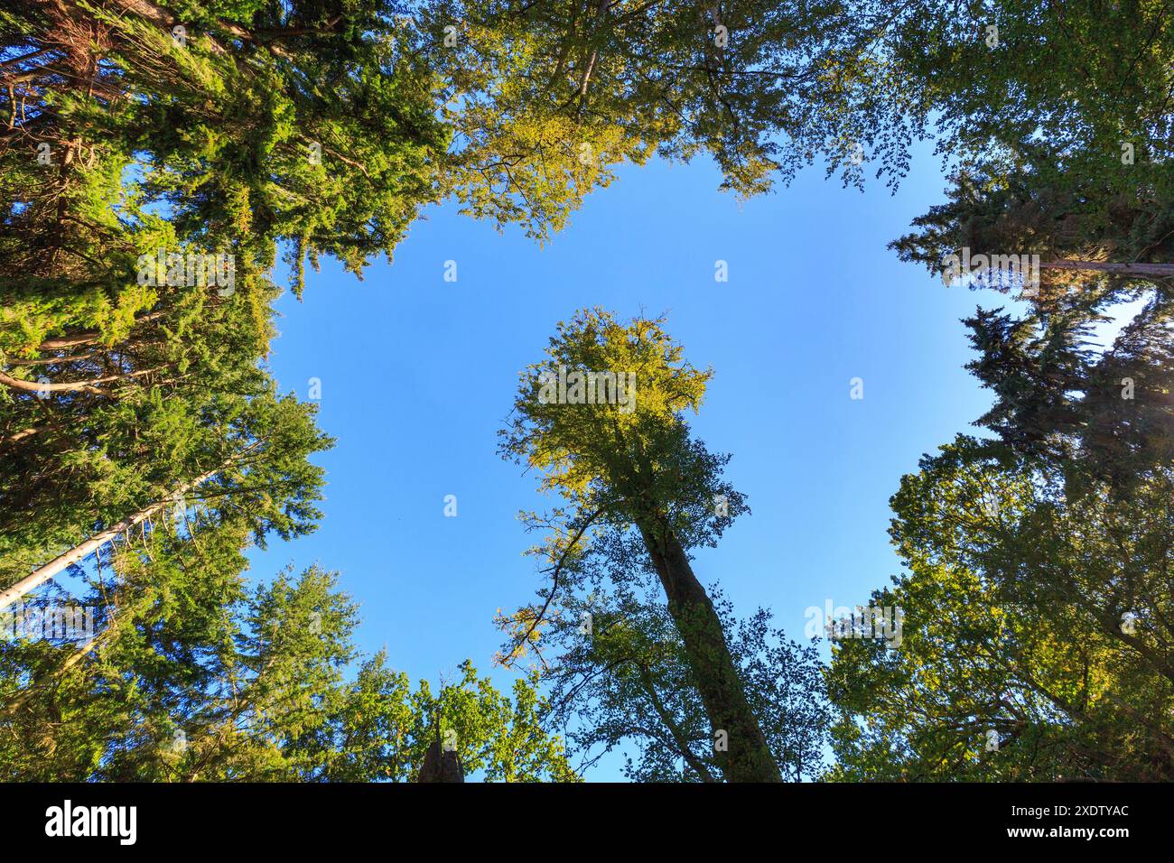Clearing in forest, New Forest, Hampshire, England, UK Stock Photo - Alamy