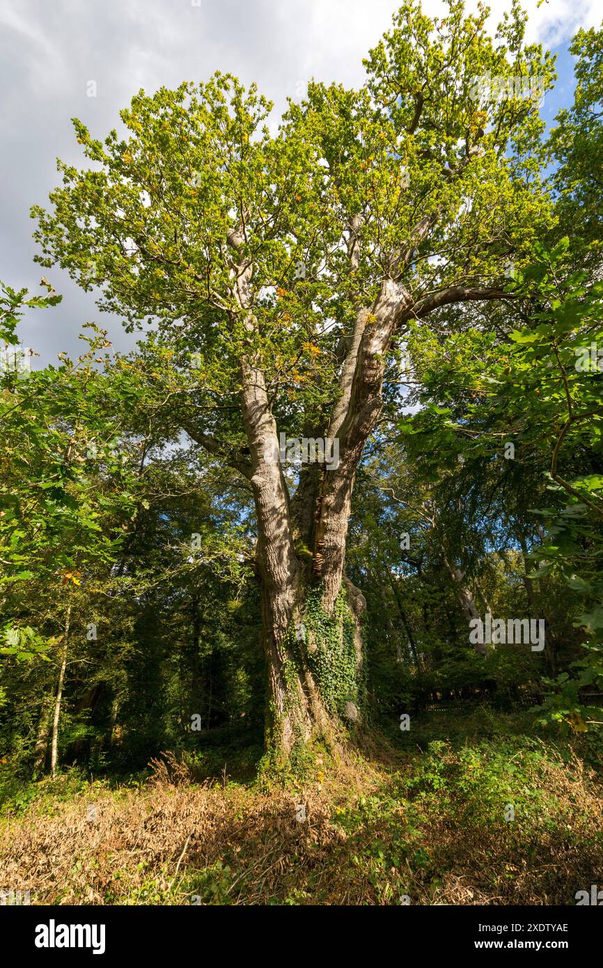 The Knigthwood Oak, New Forest, Hampshire, England, UK Stock Photo - Alamy