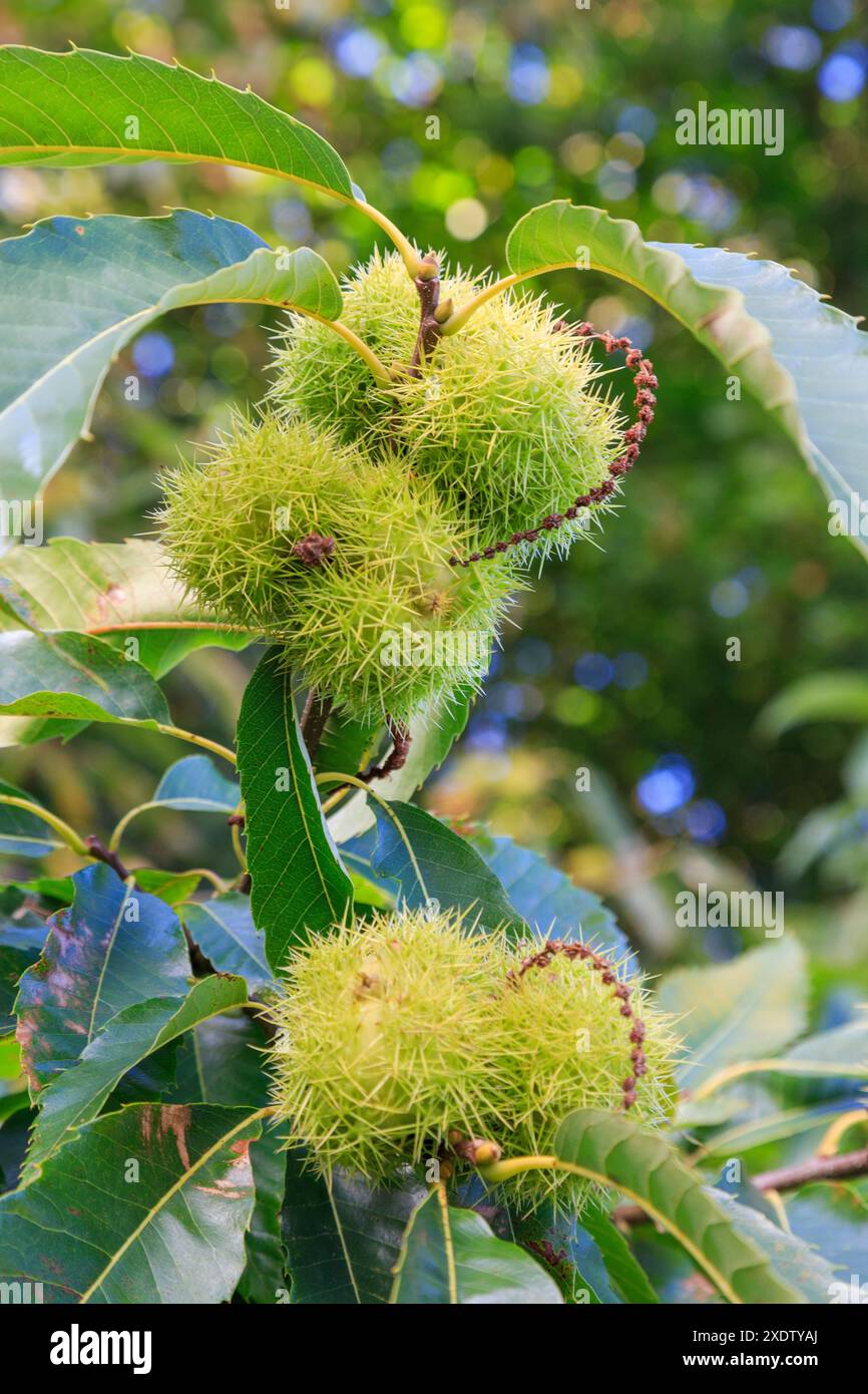 Chestnut fruit burr, Godshill, New Forest, England, UK Stock Photo - Alamy