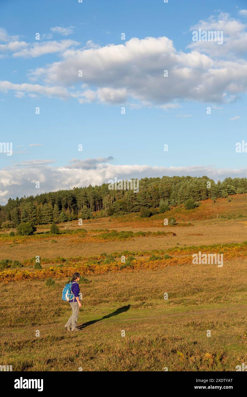 Walking new forest national park uk hi-res stock photography and images ...